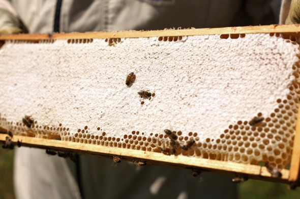 Garšīgākais medus esot Mālpilī | cukursaldi.lv