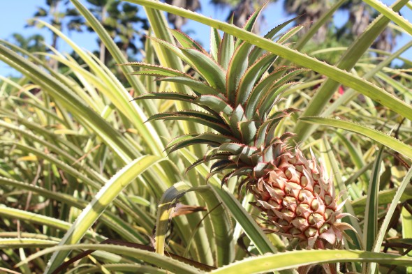 Tā aug eksotiskie augi – mūsu garšvielas un augļi | cukursaldi.lv